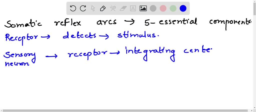SOLVED: '3. Somatic reflex arcs have five essential components. Based ...