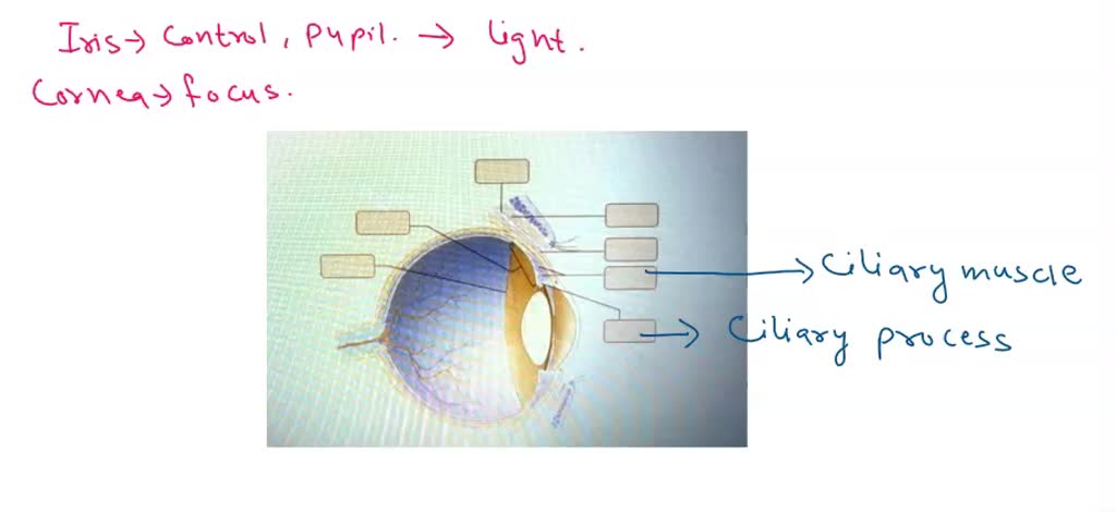 SOLVED: Art-labeling Activity: Anatomy of the Eye (Major Landmarks and ...