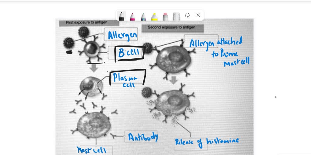SOLVED: Antibody Identification Panel PRC Technique: egintable ...