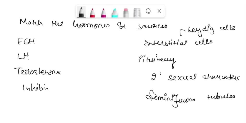 SOLVED: Question 5 (1 point) Match each of the male hormones listed ... SOLVED: Question 5 (1 point) Match each of the male hormones listed ...