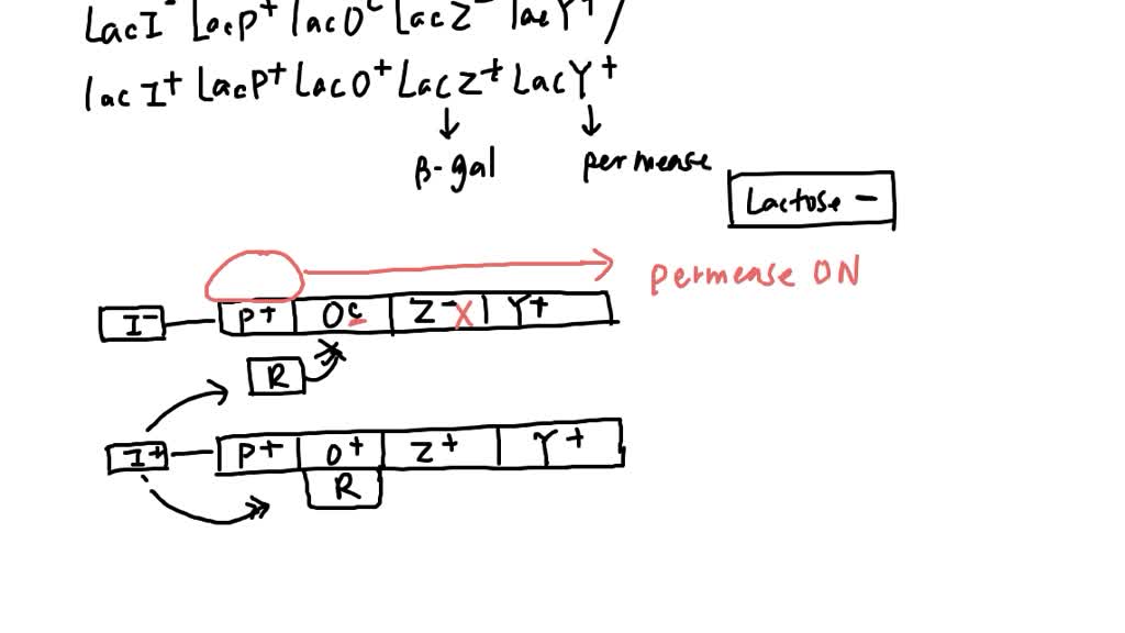SOLVED: Consider the partial diploid strain of E. coli with the ...