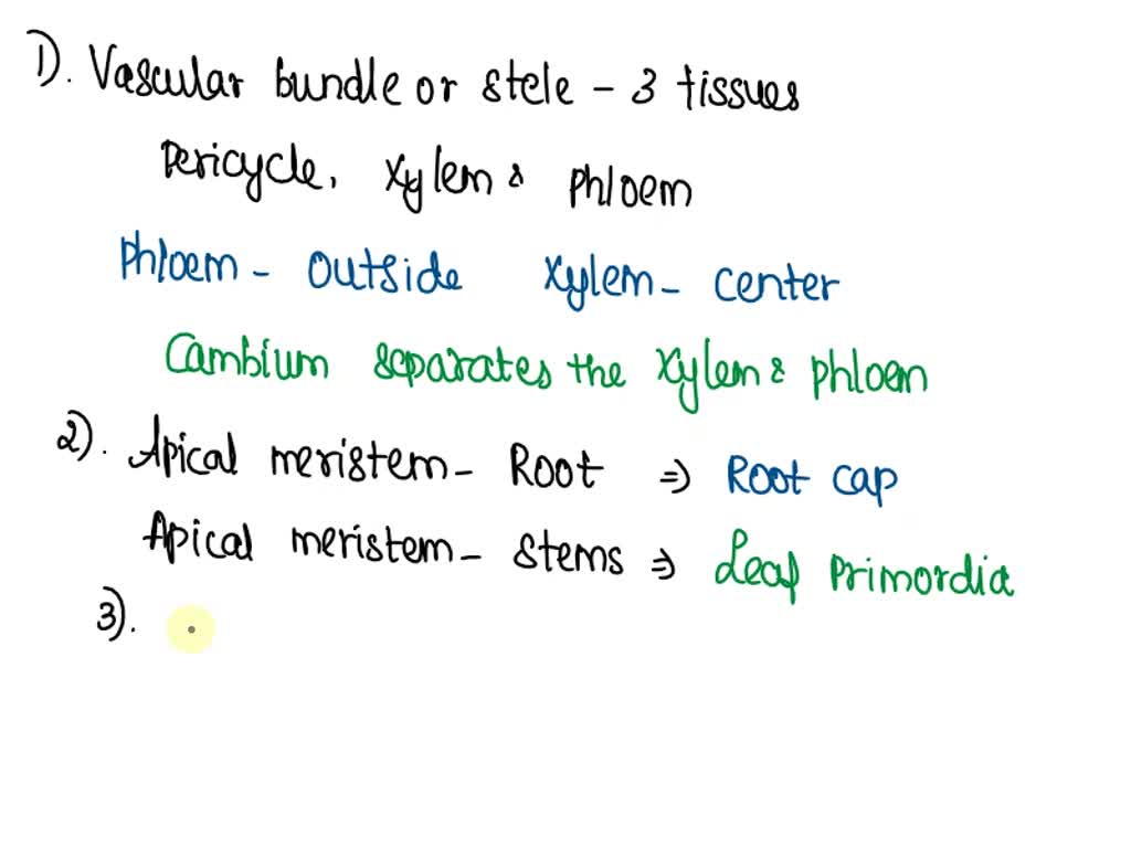 SOLVED: 1. A layer of cells called the endodermis surrounds the stele ...