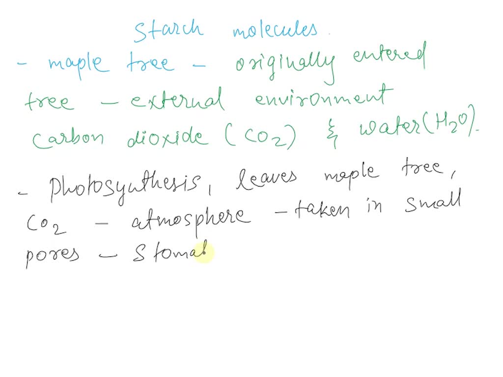 SOLVED: Starch molecules present in a maple tree are made from ...