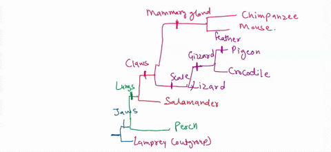 Phylogenetic Tree Worksheet Answers