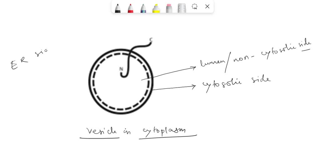 SOLVED: You have the following vesicle below with a transmembrane ...