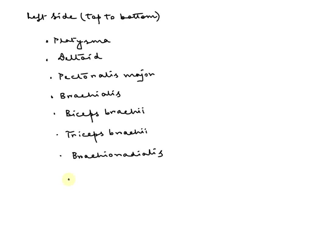 SOLVED: Art-labeling Activity: Muscles That Move the Forearm and Hand ... SOLVED: Art-labeling Activity: Muscles That Move the Forearm and Hand ...