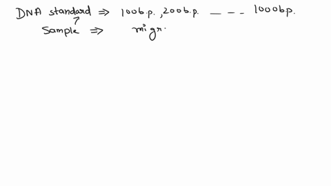 Sample Gel Image (bp = base pairs) DNA Ladder 2000...