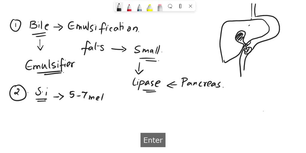 SOLVED: 1. Although bile is stored in the gallbladder it is secreted ...
