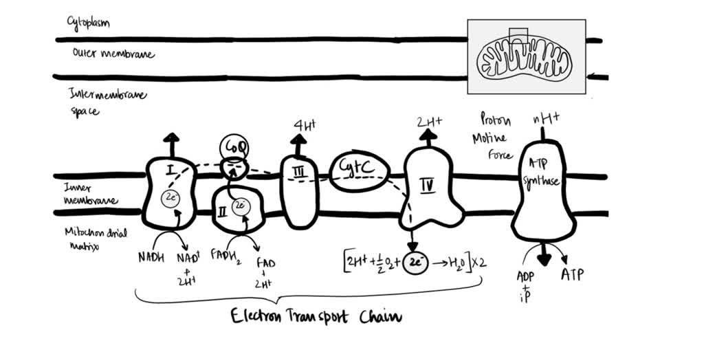 SOLVED: 3. The diagram below represents the components of the electron ...