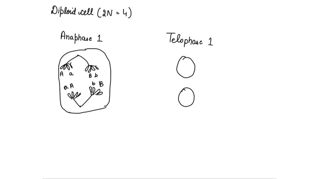 SOLVED: Diagram a diploid cell (2N=4) completing mitosis. On each chromosome, place two genes ...