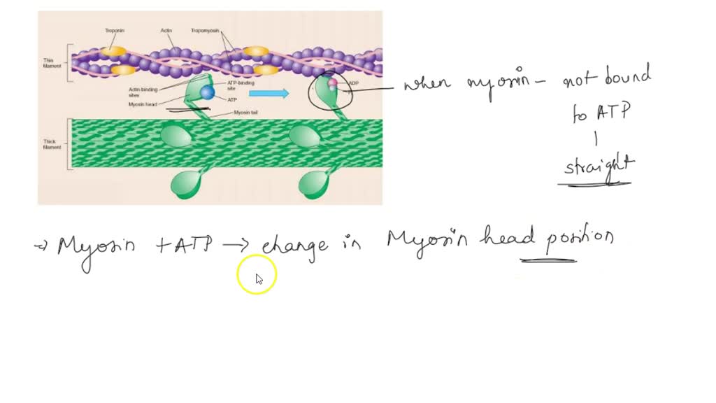 SOLVED: During the cross-bridge cycle of muscle contraction, binding of ...