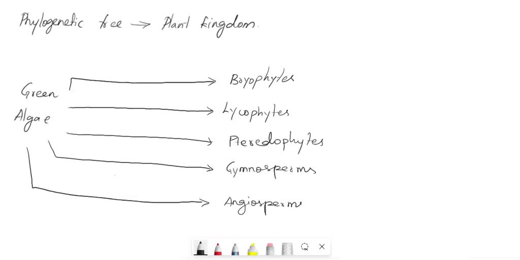 SOLVED: Draw a phylogenetic tree of the plant kingdom. Include the ...