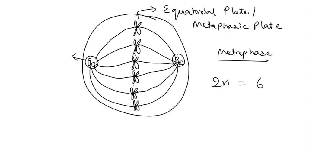 SOLVED: A generalized cell produced by cytokinesis I during meiosis is ...