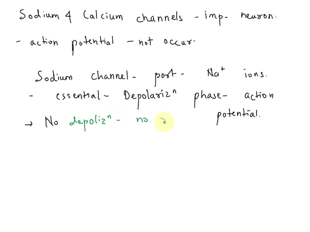 SOLVED: what is the importance of sodium and calcium channels on a ... SOLVED: what is the importance of sodium and calcium channels on a ...