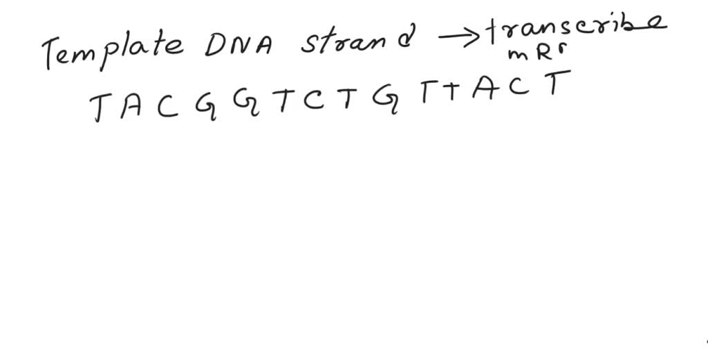 SOLVED: You want to radiolabel the 5-end of an mRNA through the ...