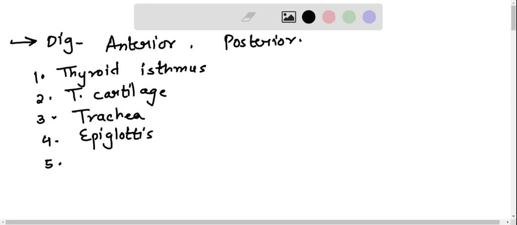 SOLVED: Figure 55.3 (a) Anterior view (b) Posterior view (c) Sagittal ...