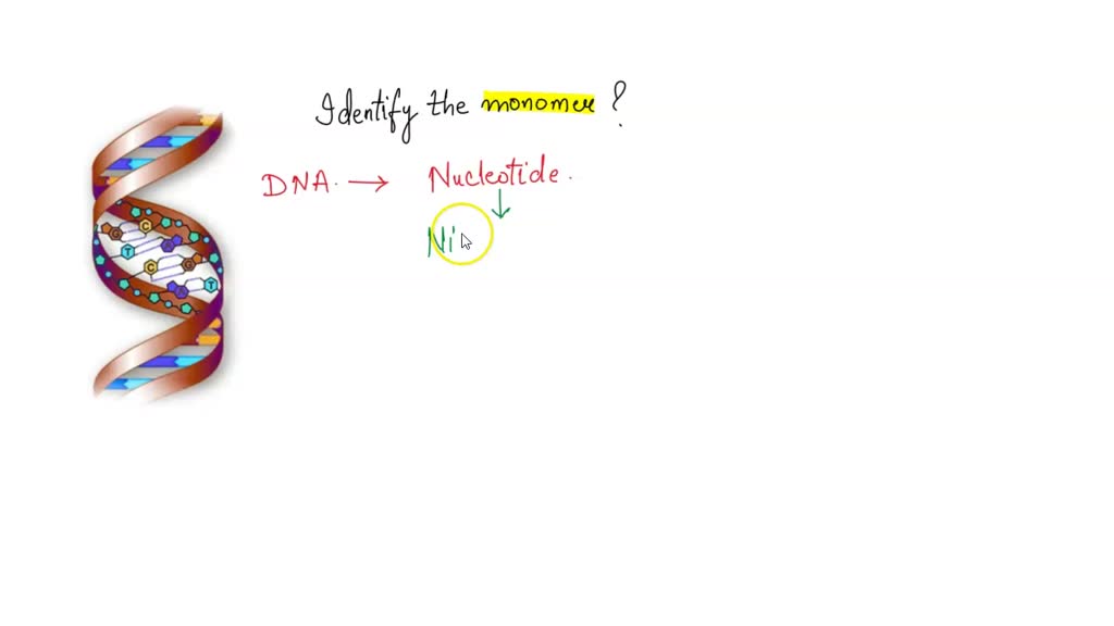 SOLVED: In the diagram below, the monomer that serves as the subunit to ...