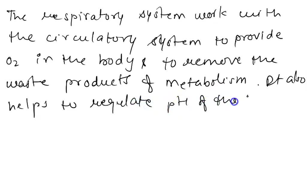 SOLVED: How do the circulatory and respiratory systems work together to ...