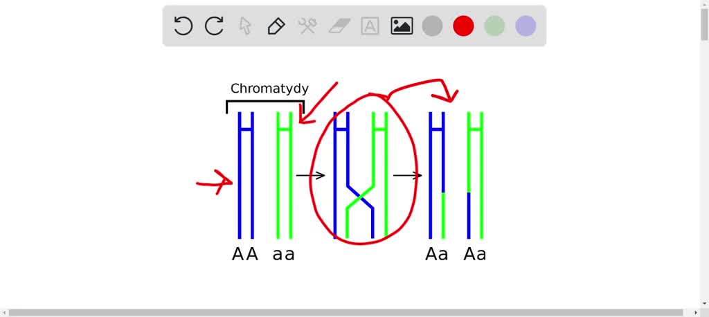 SOLVED: What is the difference between intermolecular recombination and ...