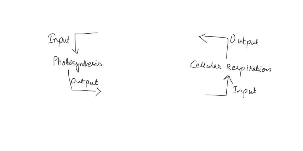 SOLVED: Both cellular respiration and photosynthesis are important players in the carbon cycle ...