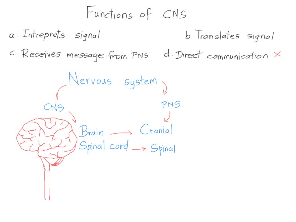 SOLVED: All of the following are functions of the peripheral nervous system except it interprets ...