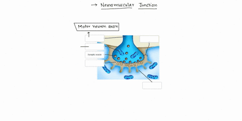 Labeling Activitythe Structure Of A Typical Chemical Synapse Axon