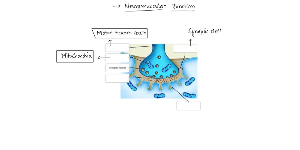 SOLVED: Label the parts of the neuromuscular junction. (2 pt) Label the ...