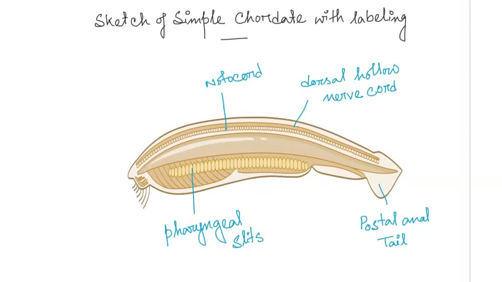 SOLVED: Sketch a simple model of a generic chordate showing and ...