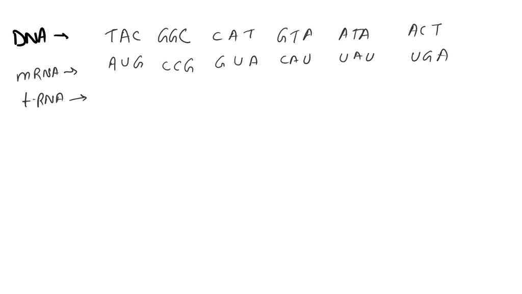 SOLVED: If the sequence on the DNA molecule calls for a protein with the following DNA codons: 1 ...