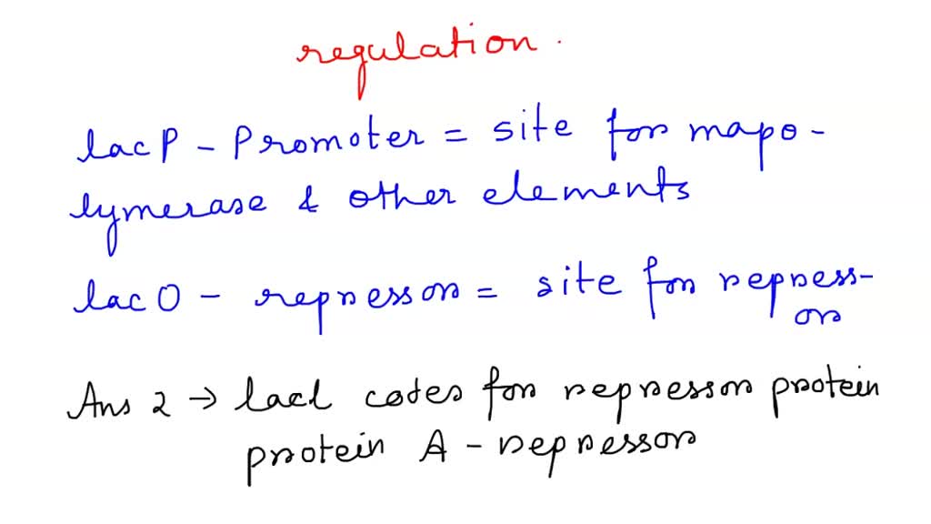 SOLVED: 13. Use the following diagram of the lac gene and ac operon ...