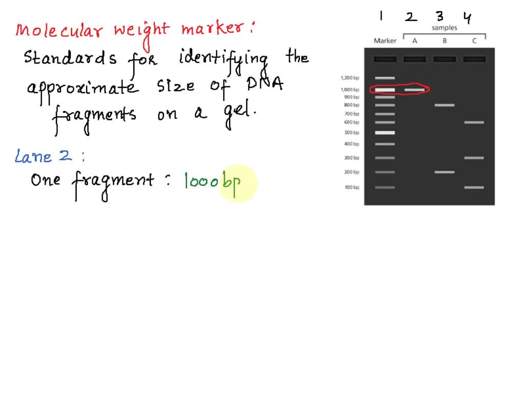 SOLVED: Lane 1 is the molecular weight ladder from Thermo Fisher ...
