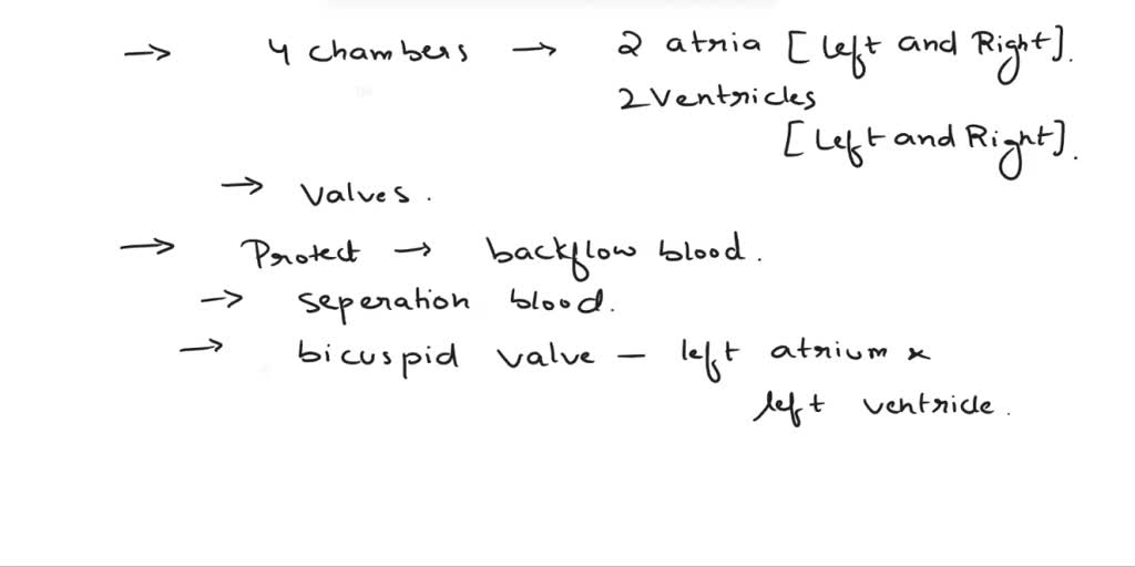 SOLVED: Where are the atrioventricular (AV) valves located? Describe ...