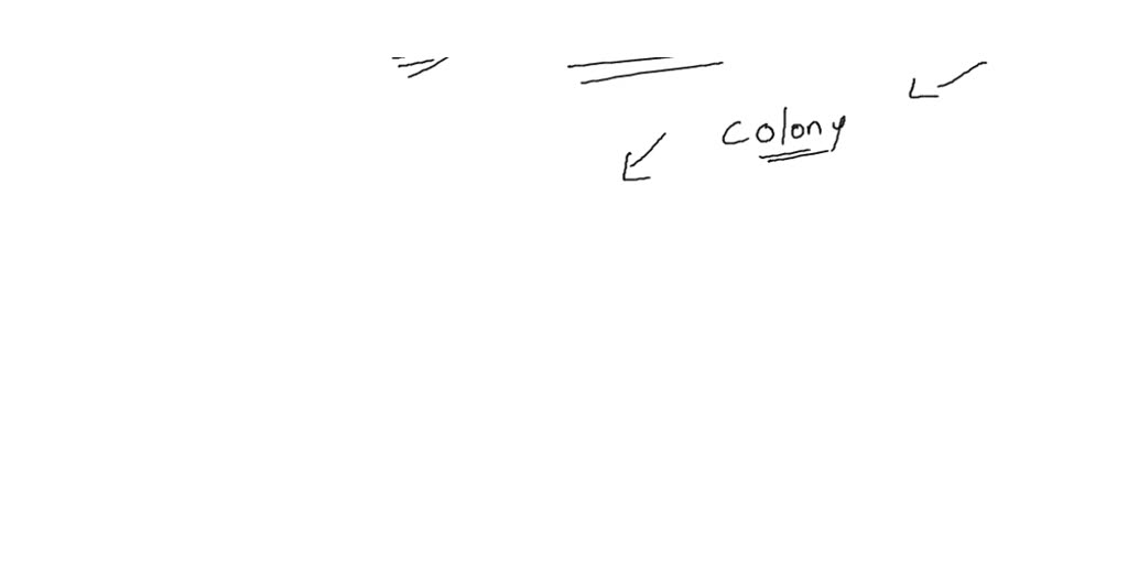 SOLVED: Predict what would happen to a bacterial merozygote if a single ...