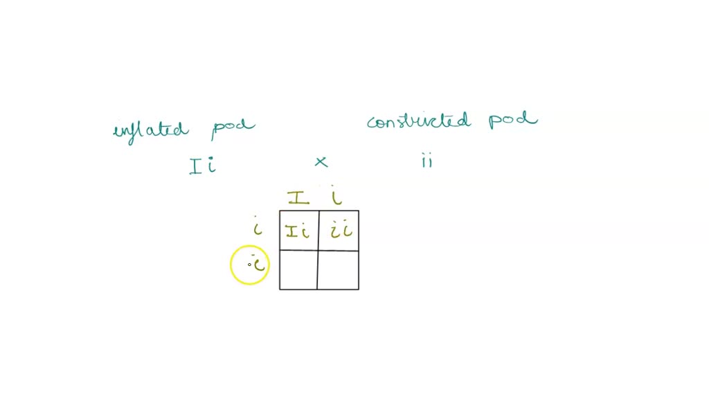 SOLVED:'3 A pea plant heterozygous for inflated pods (li) is crossed ...