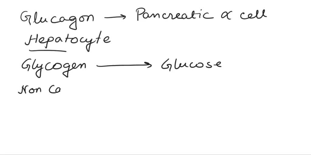 SOLVED: Glucagon is a hormone that opposes the action of insulin. What ...