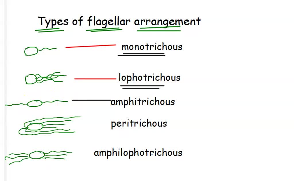SOLVED: Which of the following is NOT a type of flagella arrangement ...
