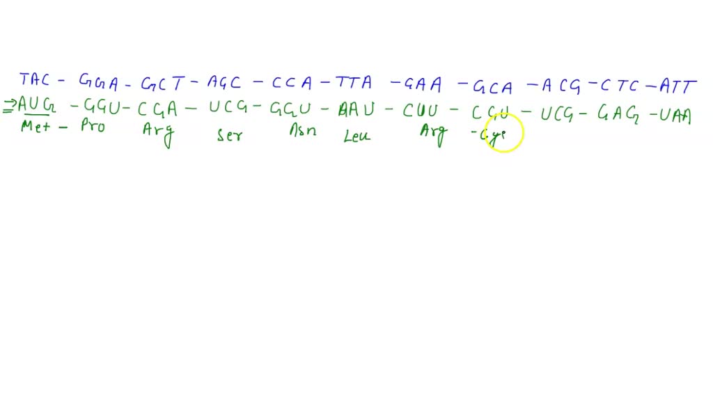 SOLVED: DNA- 5' TAC-GGA-GCT-AGC-CCA-TTA-GAA-GCA-ACG-CTC-ATT 3' Using ...