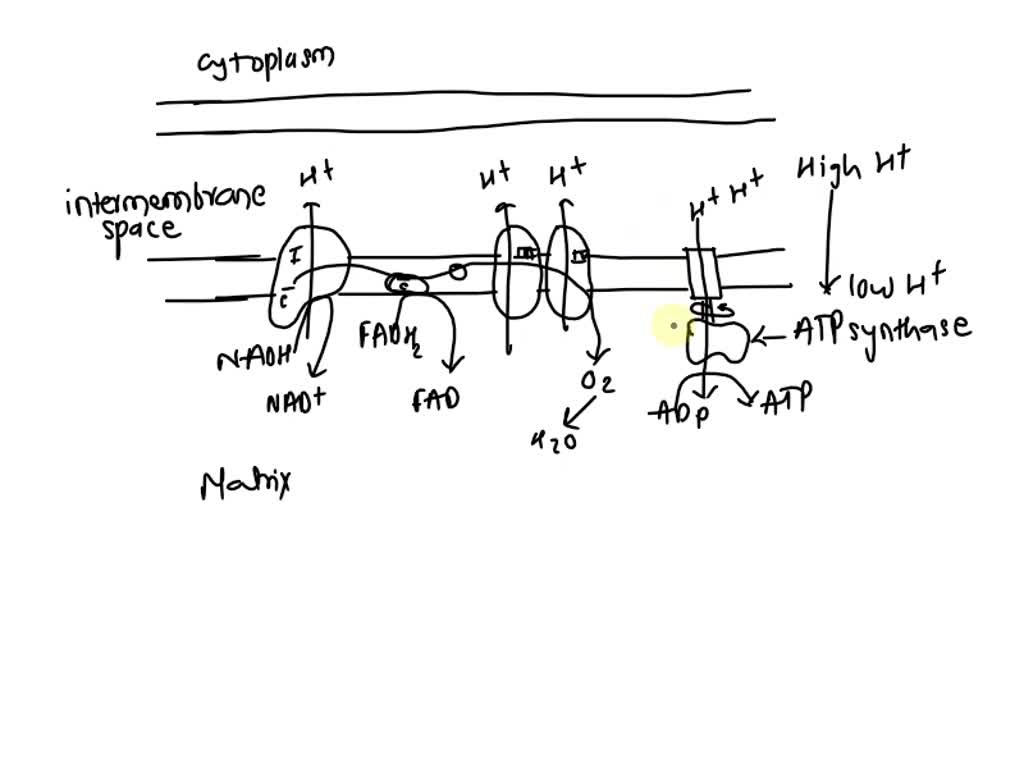 SOLVED: Drag the labels to place the steps in oxidative phosphorylation ...