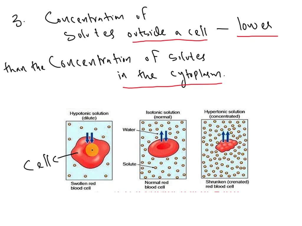 SOLVED: Practice Questions: Diffusion and Osmosis Osmosis is the ...