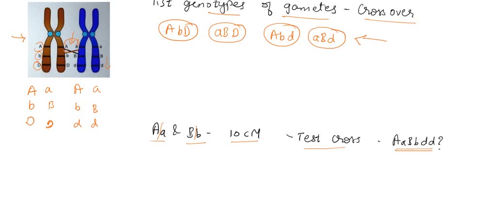 SOLVED: 8 0 2 C0 20 b 0 The A and B loci are close together on the same ...