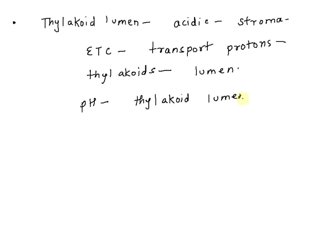 SOLVED: If you compared the pH of the thylakoid lumen to the pH of the ...