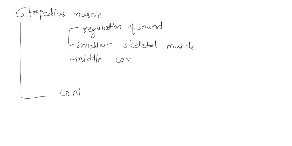 SOLVED: Describe the effects of stapedius muscle contraction on the ...