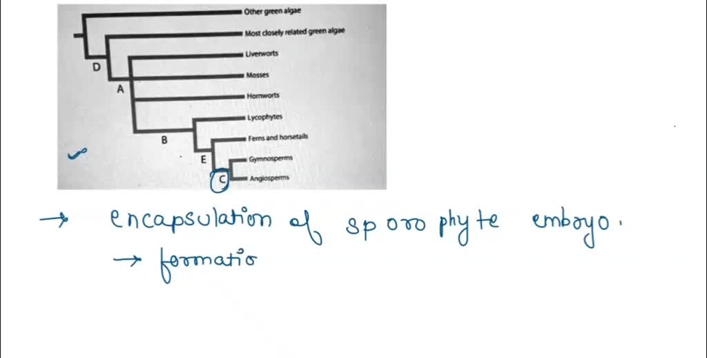 SOLVED: Review lhe phylogenetic tree shown; One of Ihe major events in the evolution of plants ...