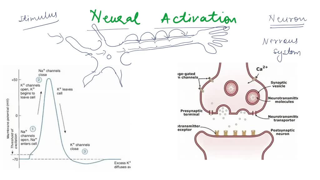 SOLVED: How dose the neuronal activation occur. What is the step by ...