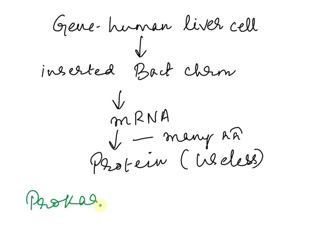 SOLVED: A biologist inserted a gene from a human liver cell into the chromosome of a bacterium ...