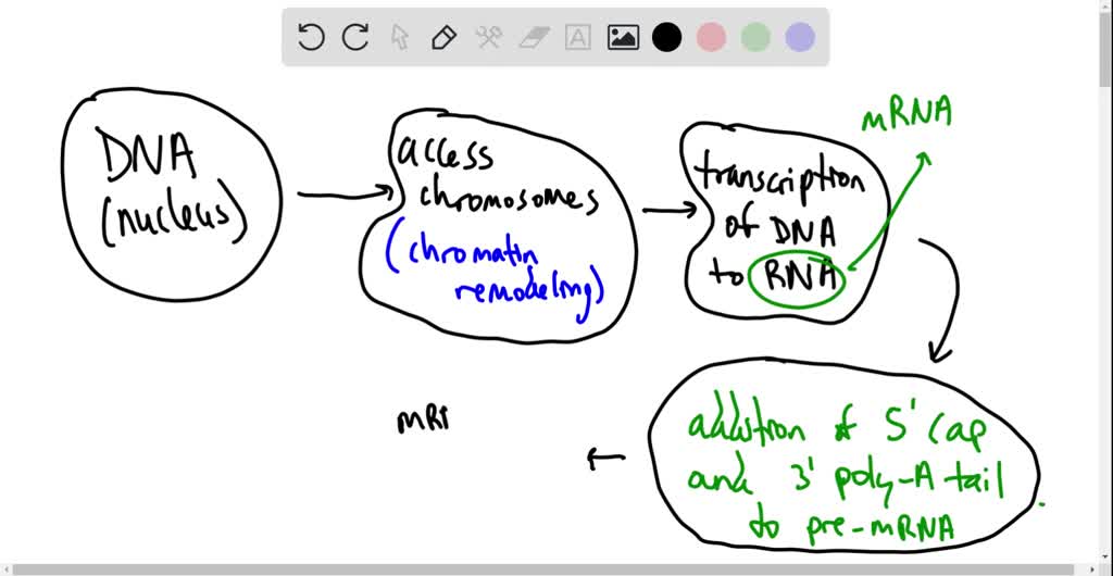 SOLVED: Starting with instructions from the factory manager (DNA ...