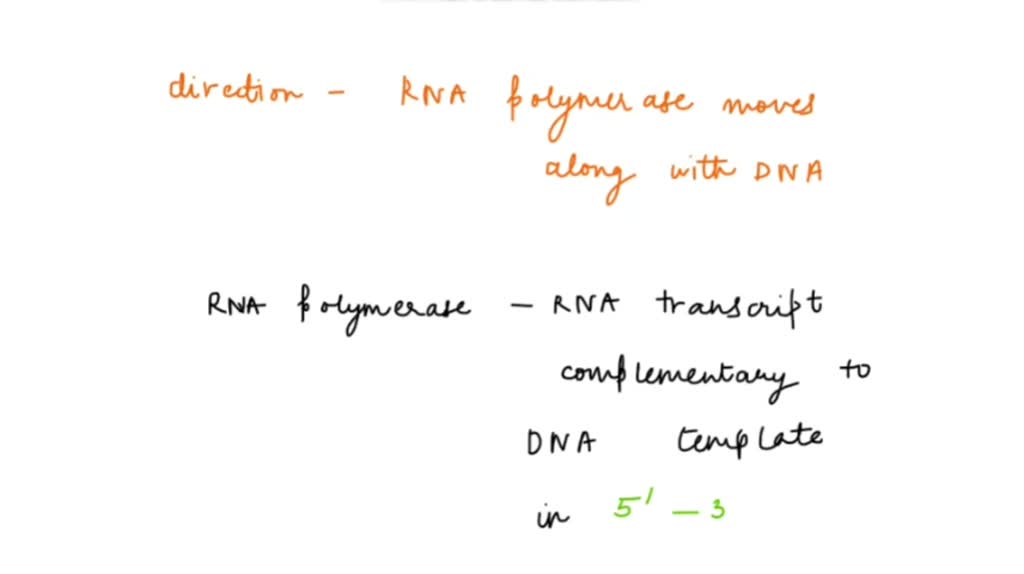 SOLVED: Question 28 (1 point) RNA polymerase moves in which direction ...