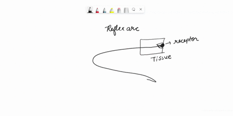 Art-labeling Activity: Figure 14.9 Visceral sensory neuron Response ...
