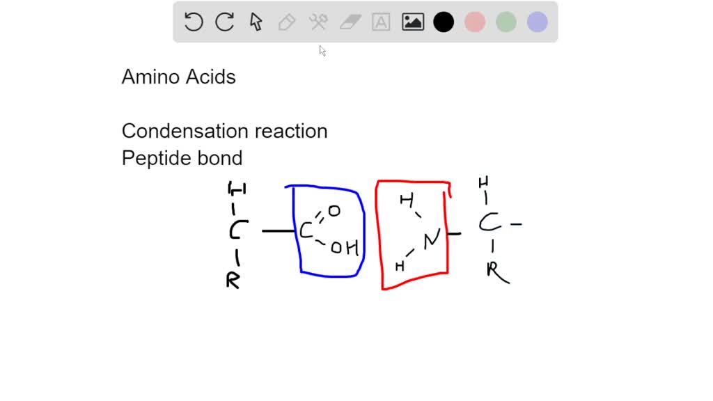 SOLVED: Describe how the structure of amino acids allows them to be ...