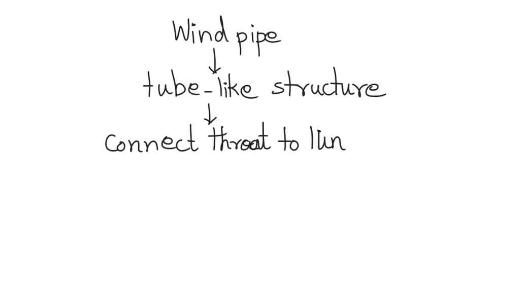 SOLVED: Which structure is also called the windpipe? A.the pharynx B ...